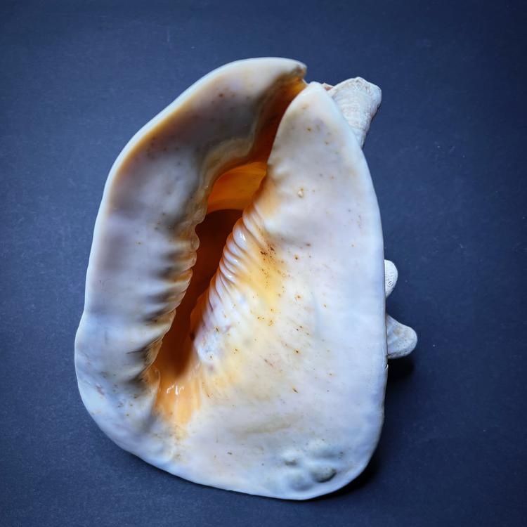 Sea conch shell - Cassis cornuta, XL size – Semiphoras